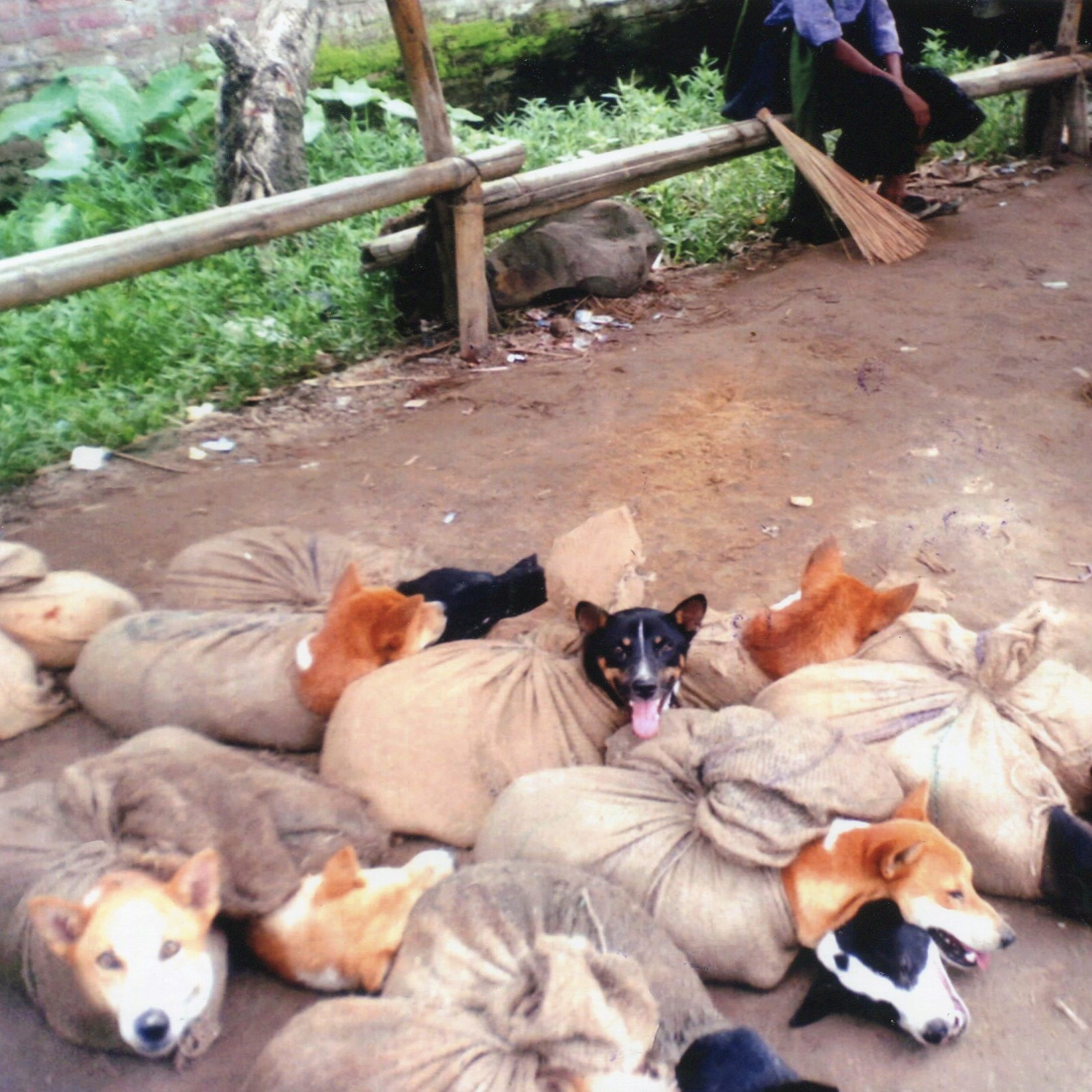 The Nagaland Dog Meat Ban Controversy: A Socio-Legal Analysis – Law ...